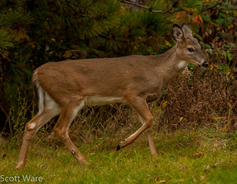 Deer4